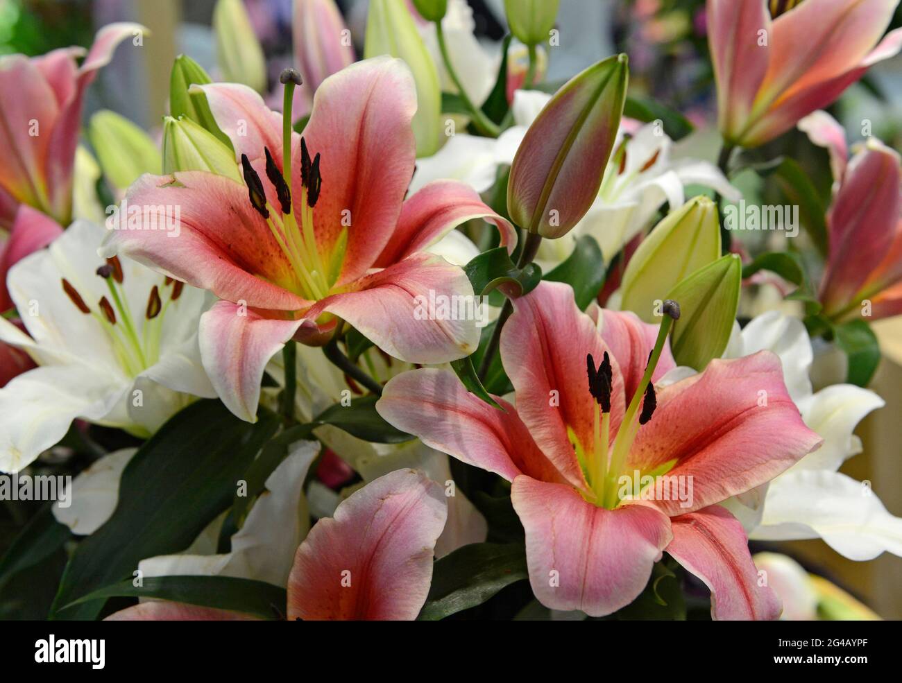 A bunch of lily flowers on display at a horticultural fair and ...
