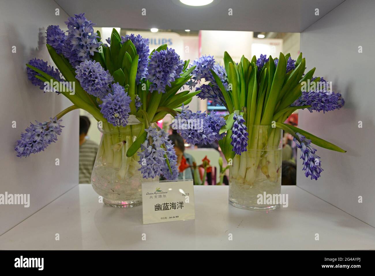 Hyacinth varieties hi-res stock photography and images - Alamy