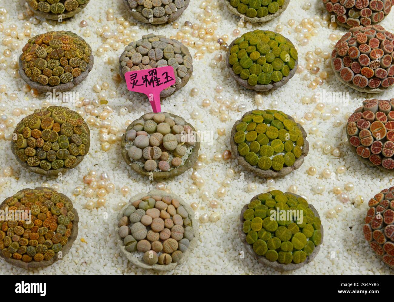 A display of many lithops plants in pots, sometimes known as 'living ...