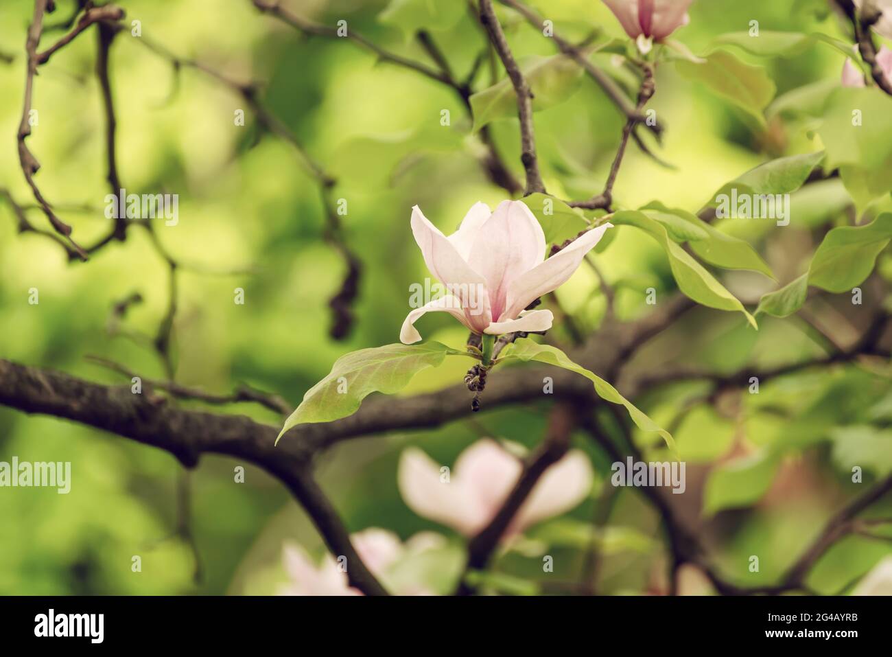 Magnolia spring flowers Stock Photo - Alamy