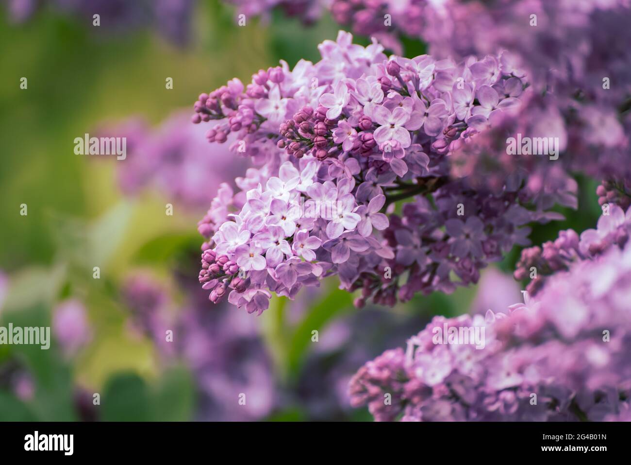 Spring lilac flowers Stock Photo - Alamy