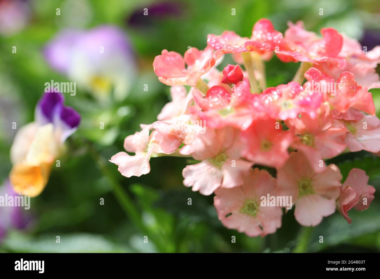 Peachy salmon hi-res stock photography and images - Alamy