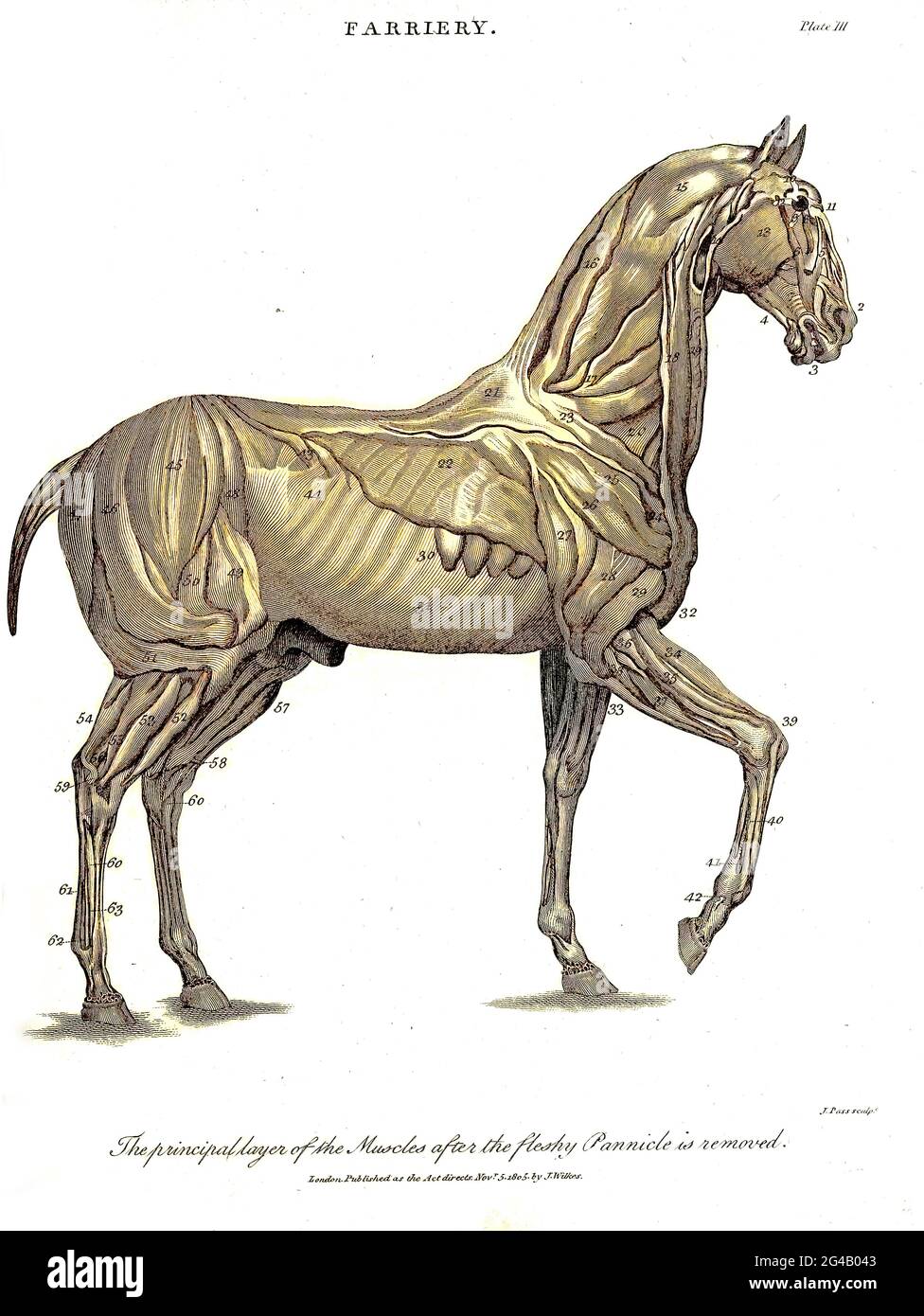 Muscles horse hi-res stock photography and images - Alamy