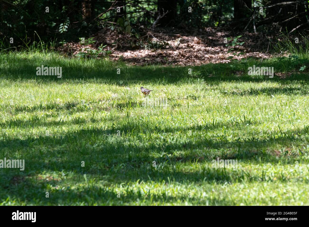 American Robin foraging in a backyard Stock Photo - Alamy