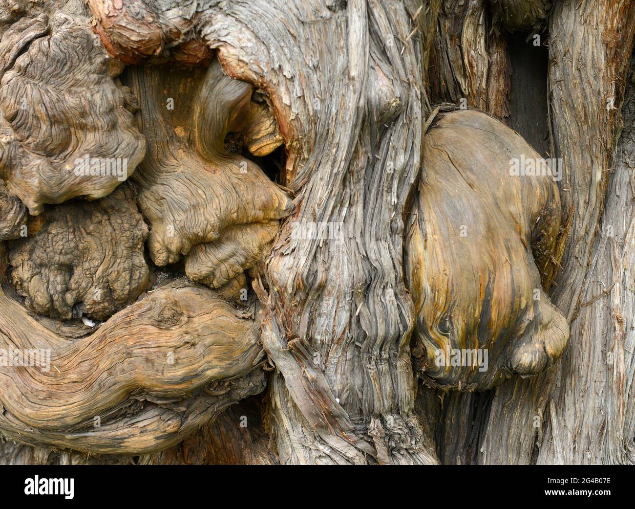 A striking gnarled and knobbly ancient tree trunk in the Confucius ...