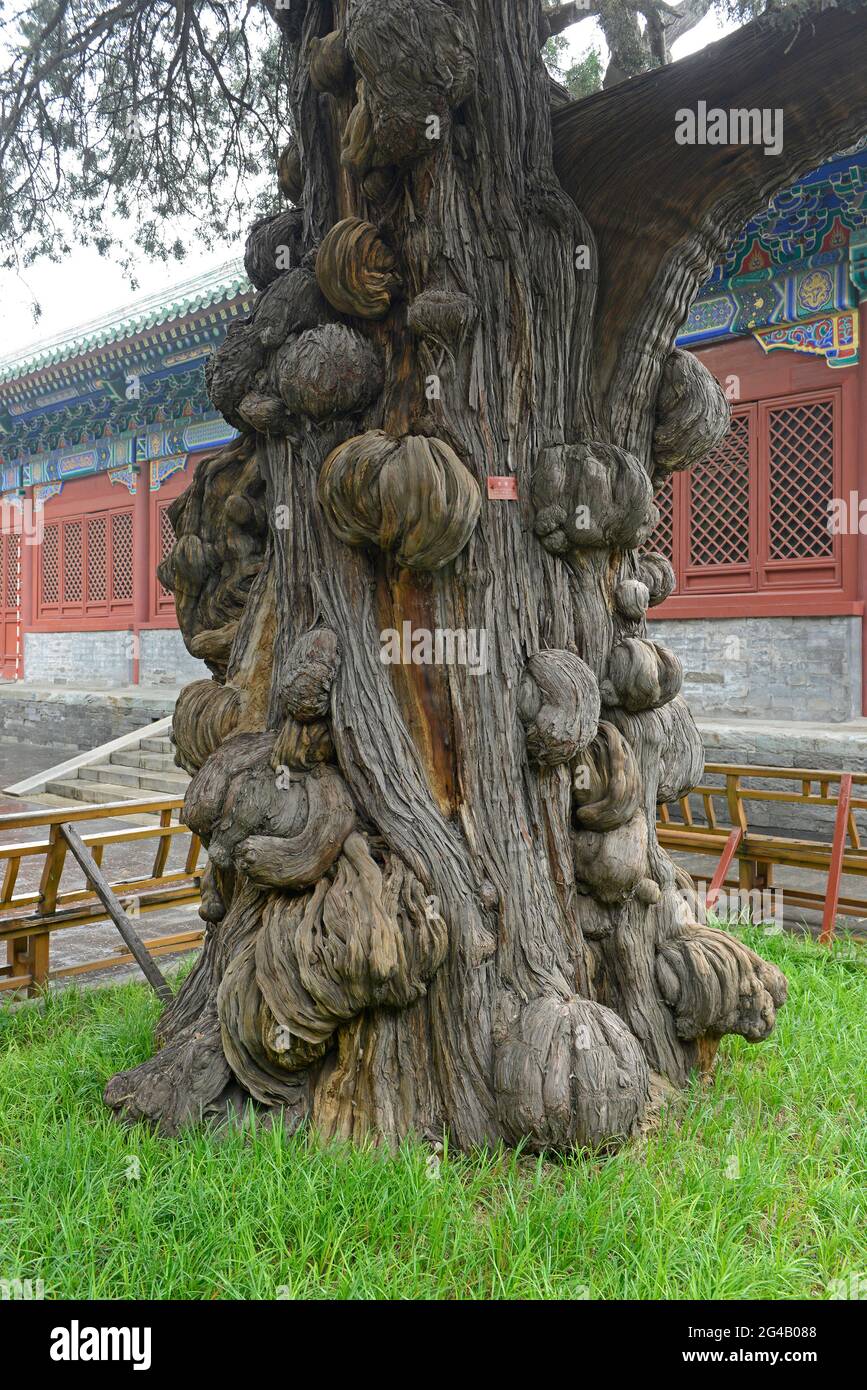 A striking gnarled and knobbly ancient tree trunk in the Confucius ...
