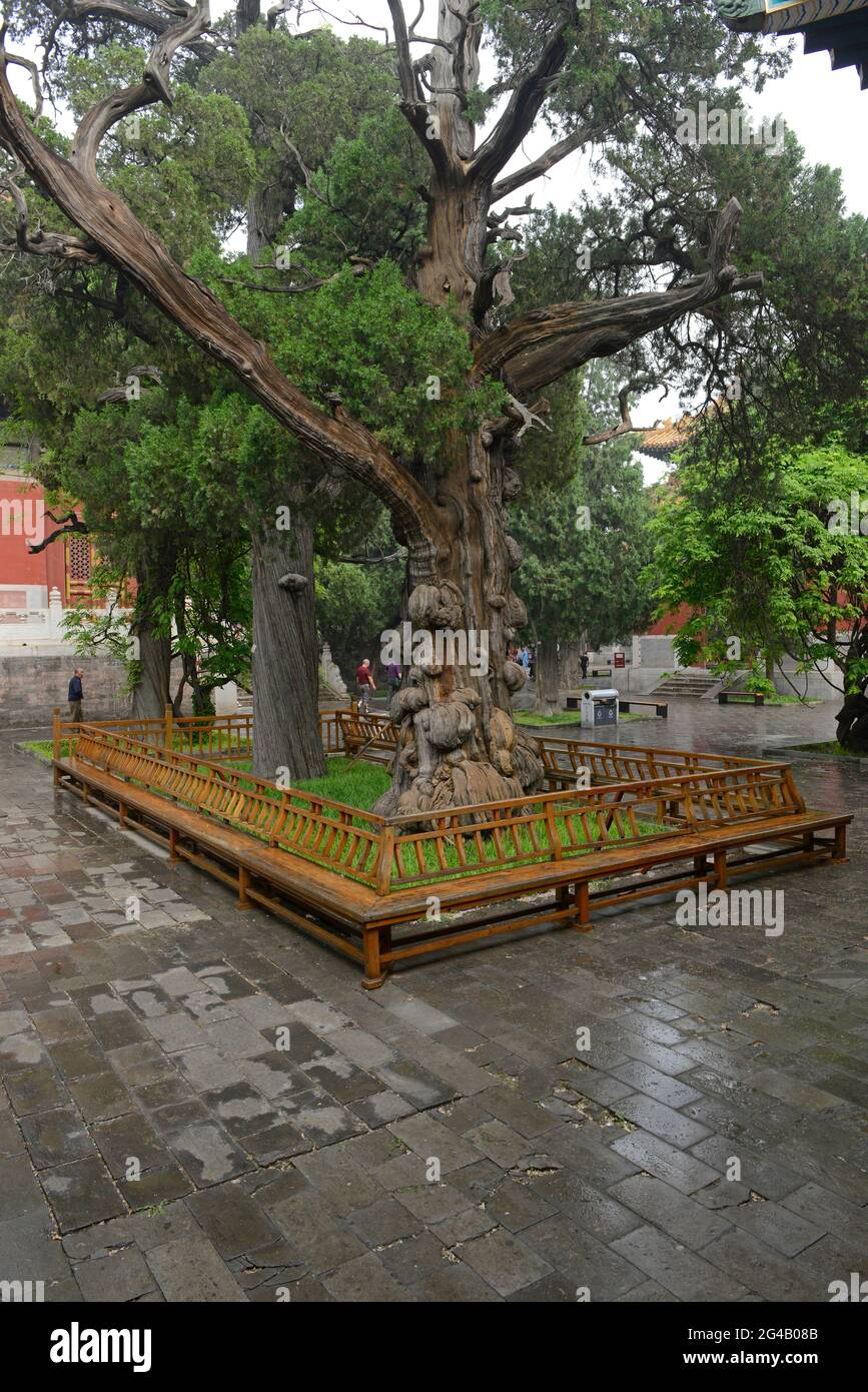 A striking gnarled and knobbly ancient tree trunk in the Confucius ...