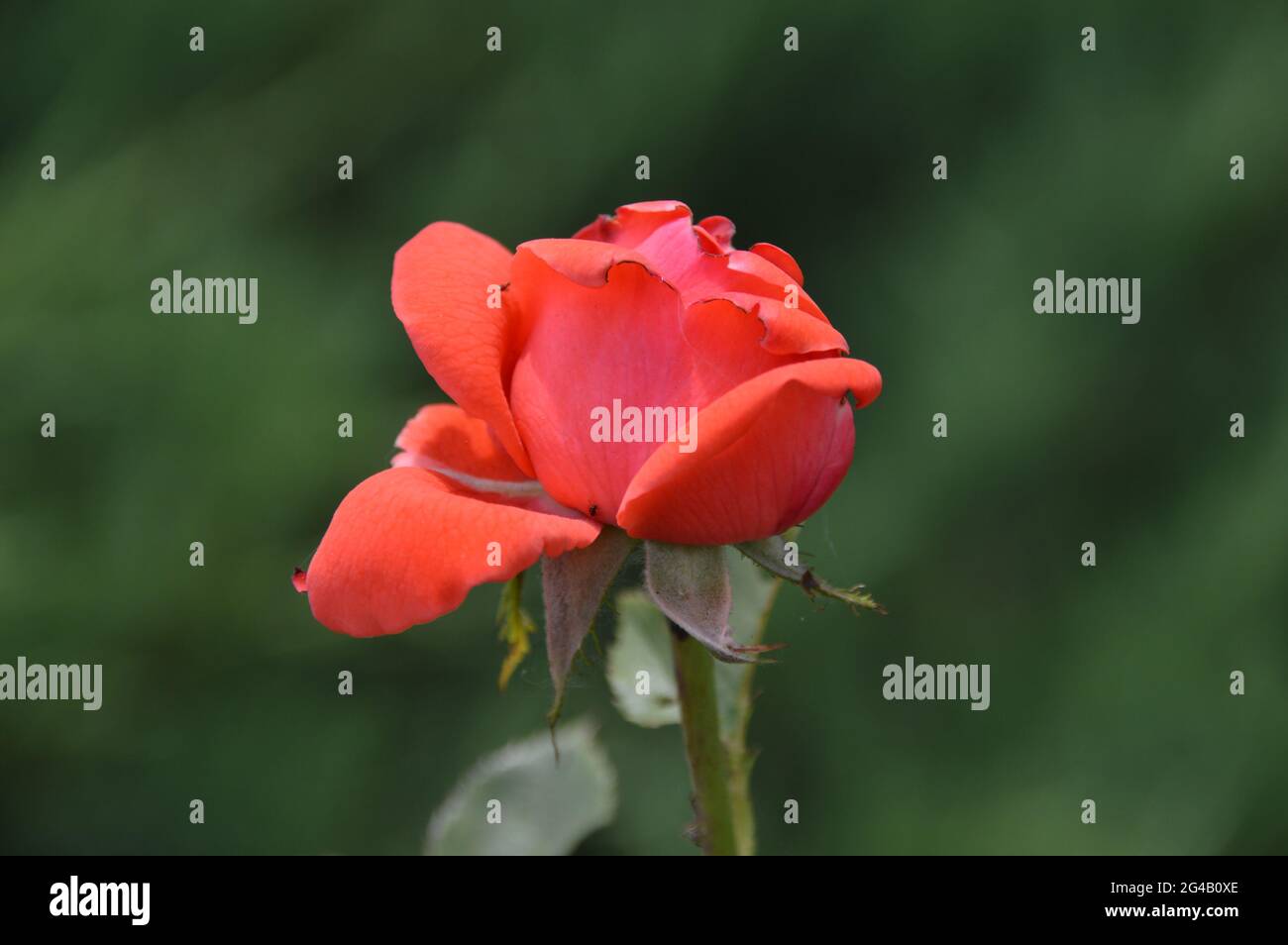 Macro isolated single rose flowers Stock Photo - Alamy
