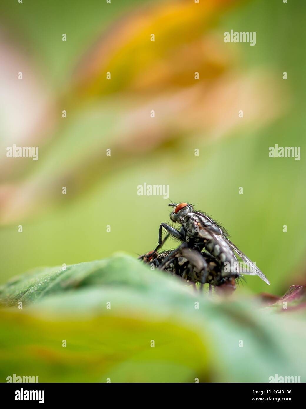 Macro photo of flies mating, close-up photo of fly on blurred ... Macro photo of flies mating, close-up photo of fly on blurred ...