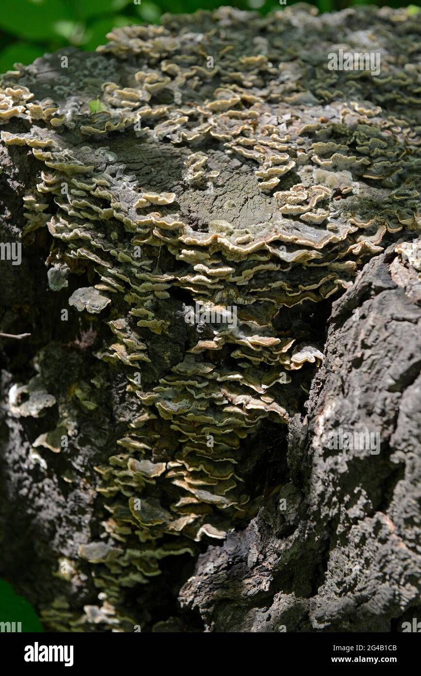 Fungus grows on a dead tree trunk Jinjiangshan park in Dandong, China ...