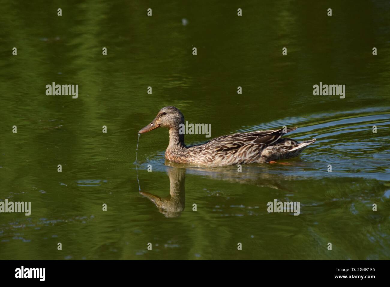 Female Mallard duck (Water dripping off beak Stock Photo - Alamy
