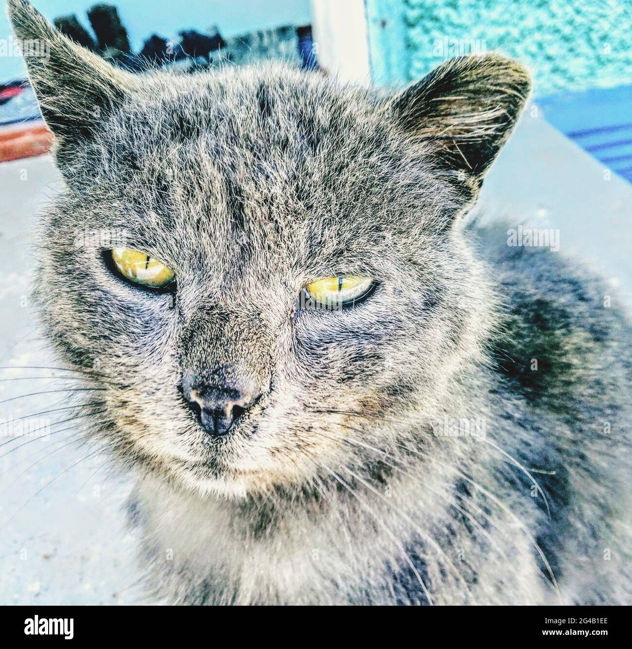 Cat looks directly at camera hi-res stock photography and images - Alamy