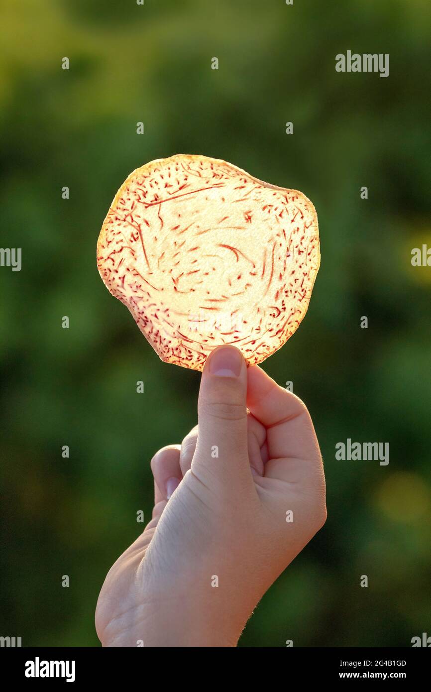 A young girl's hand holding a Taro chip Stock Photo - Alamy