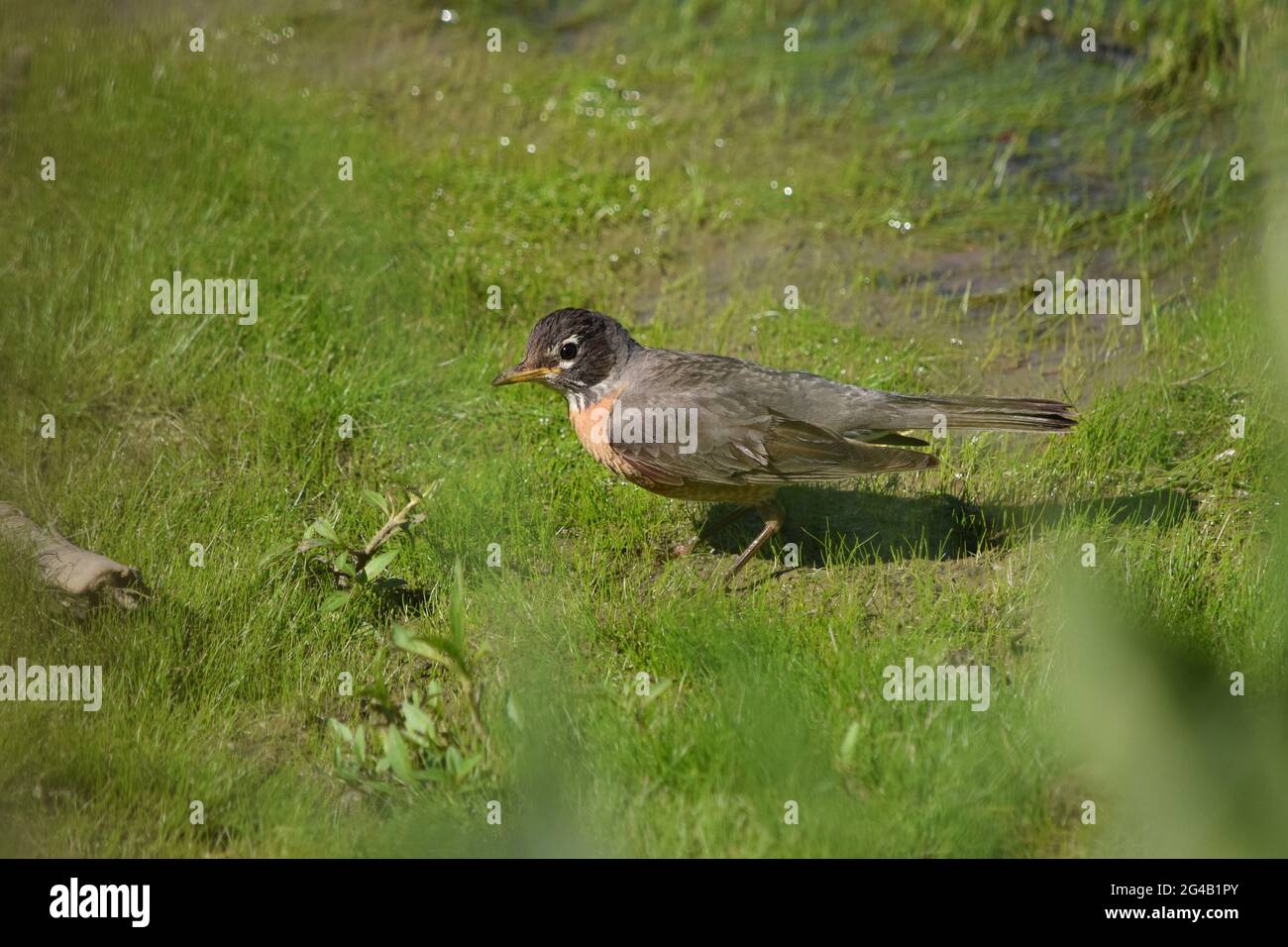 Birds near pond hi-res stock photography and images - Alamy