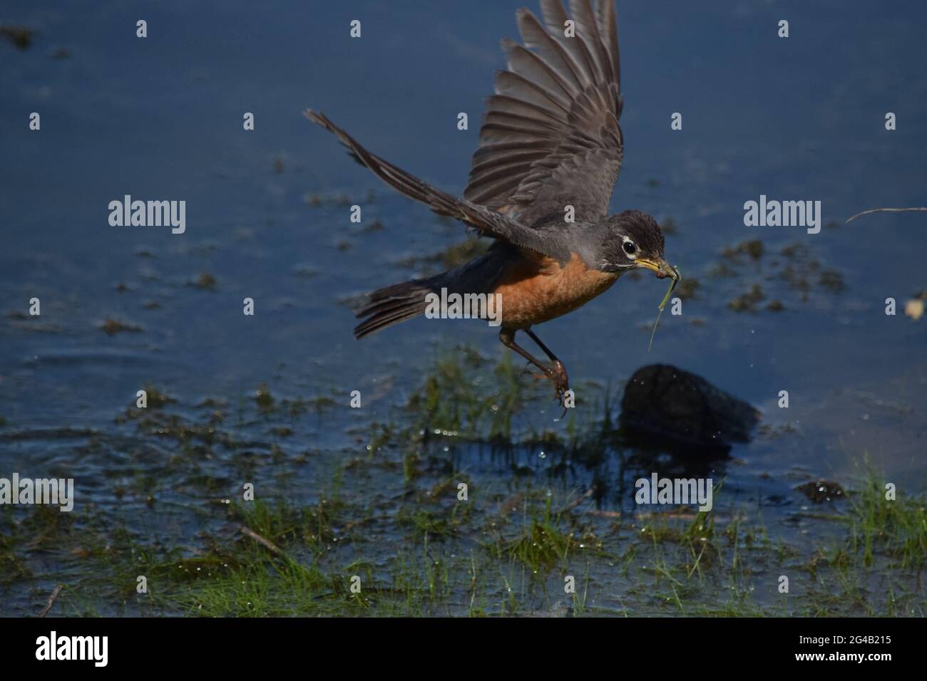 Robin (Water Landing Stock Photo - Alamy