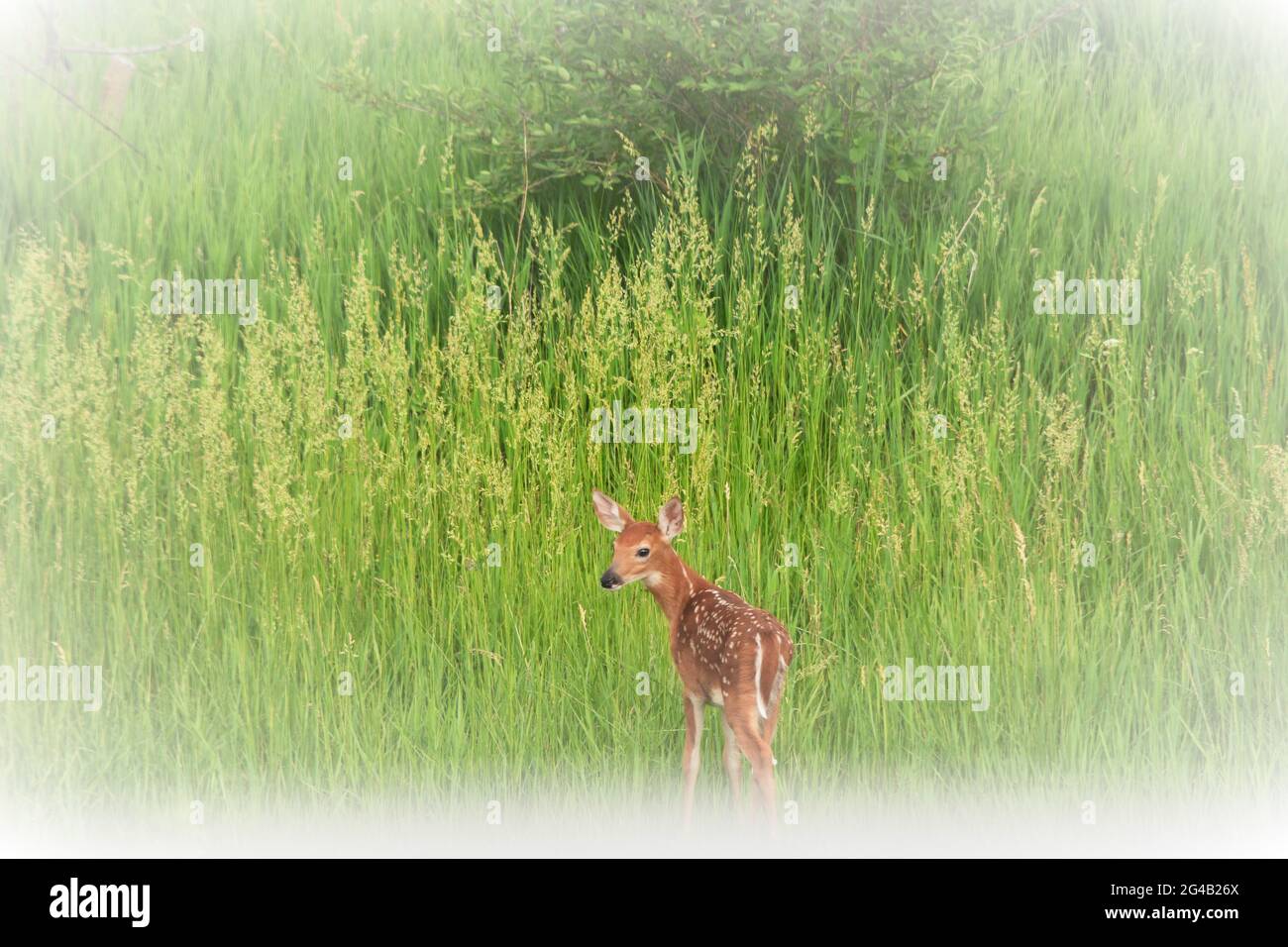 Fawn spring hi-res stock photography and images - Alamy