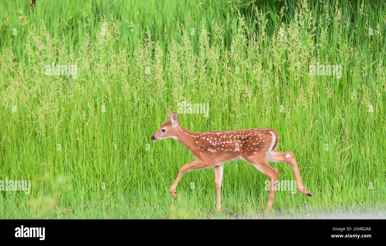 Fawn spring hi-res stock photography and images - Alamy