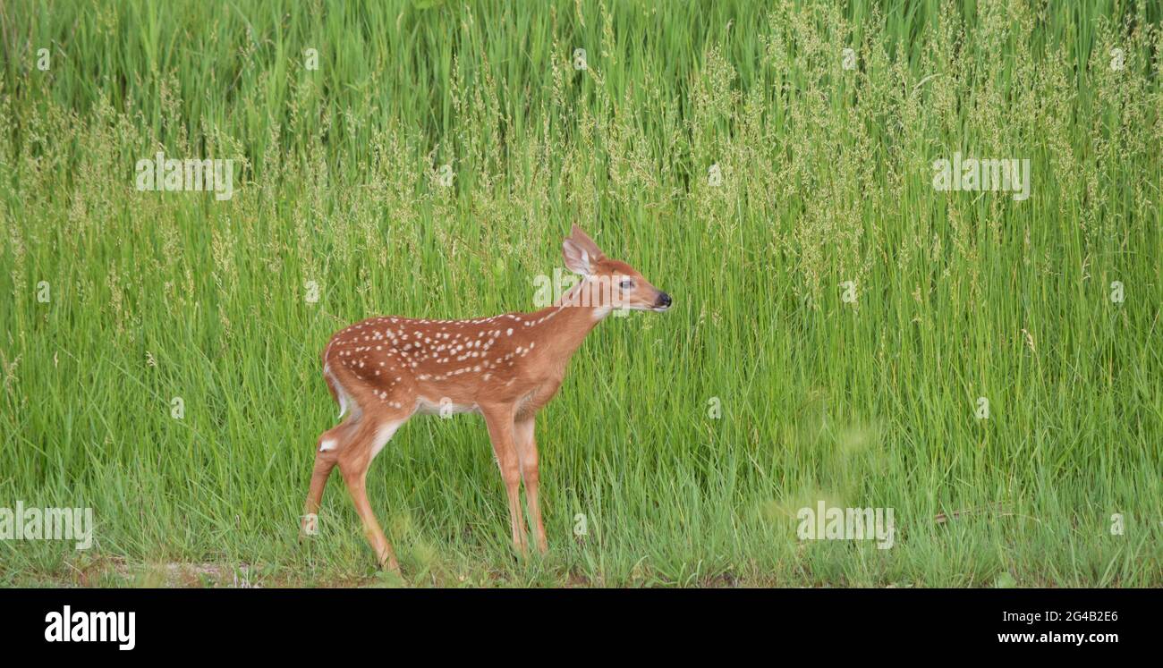 Fawn spring hi-res stock photography and images - Alamy