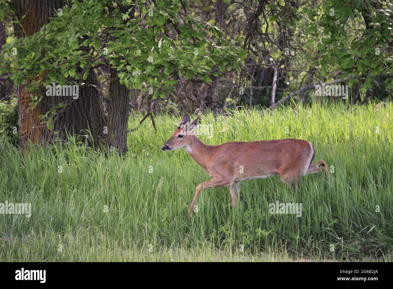 Button buck hi-res stock photography and images - Alamy