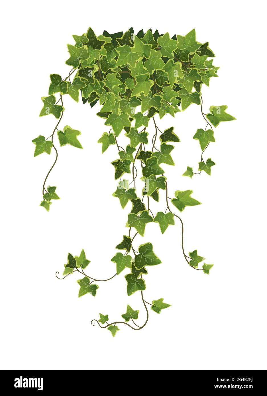 Ivy vine illustration hi-res stock photography and images - Alamy