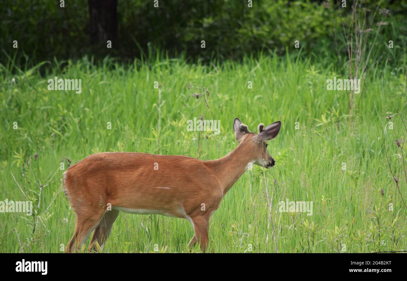 Button buck hi-res stock photography and images - Alamy