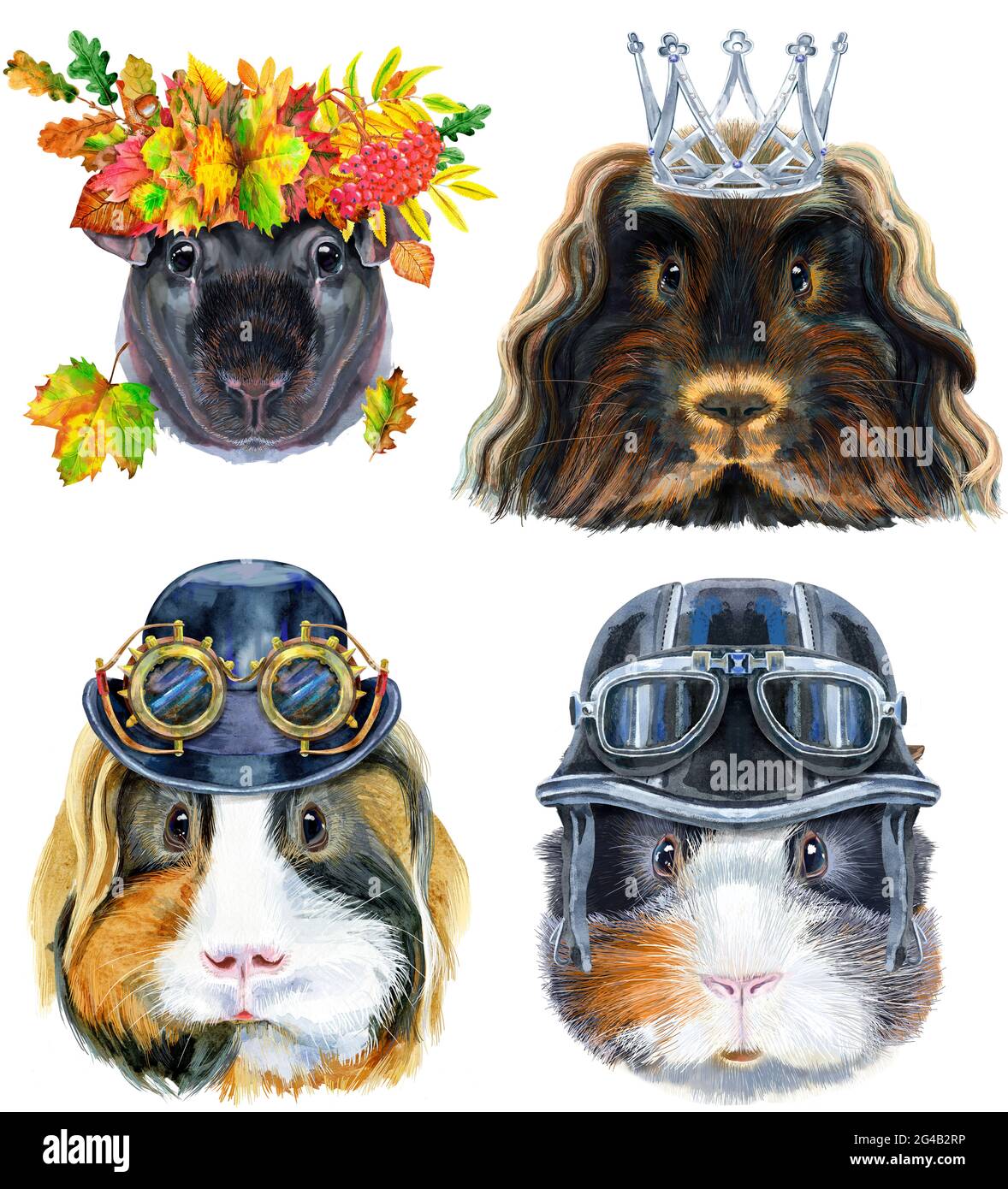 English guinea pig Cut Out Stock Images & Pictures - Alamy