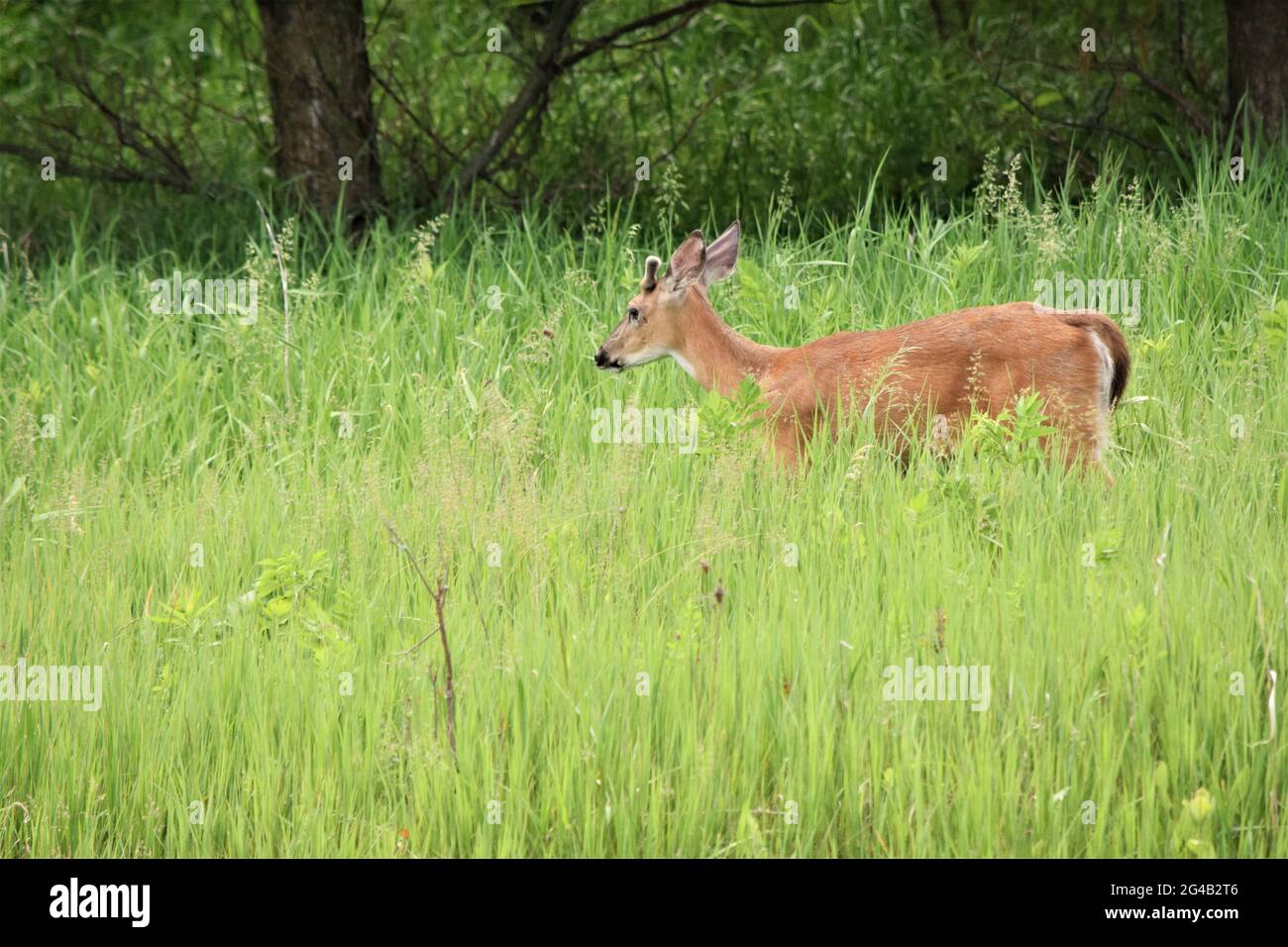 Button buck hi-res stock photography and images - Alamy