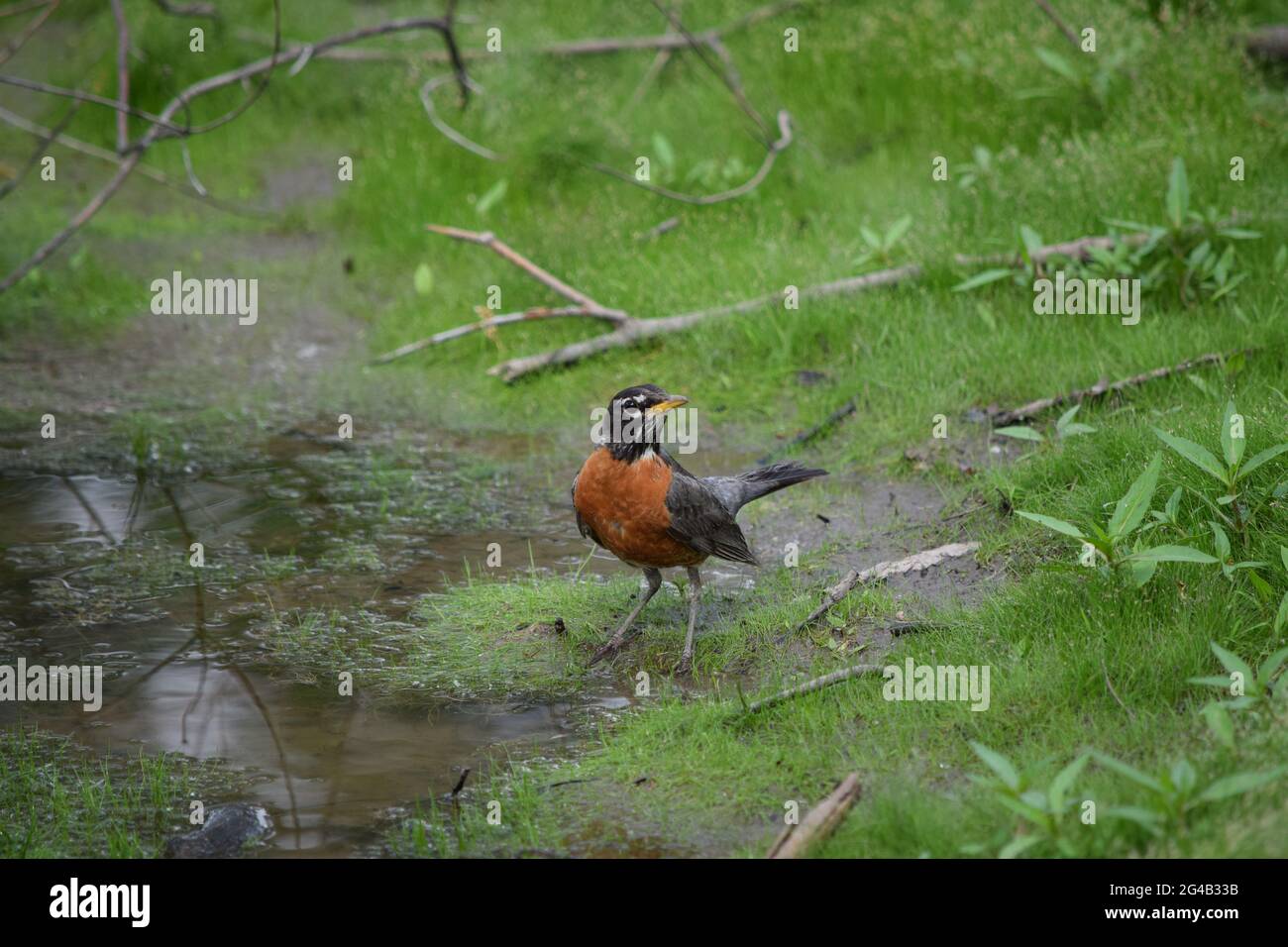 American robin feathers close up hi-res stock photography and images ...