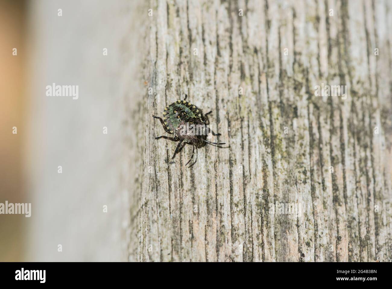 Nymph of the Forest Shield Bug (Pentatoma rufipes Stock Photo - Alamy