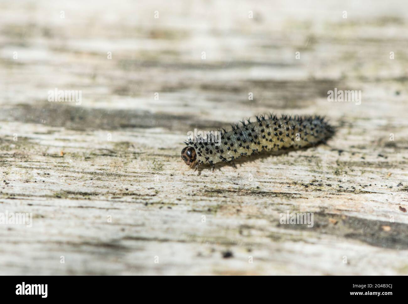 An Oak Sawfly larva probably Periclista pubescens Stock Photo - Alamy