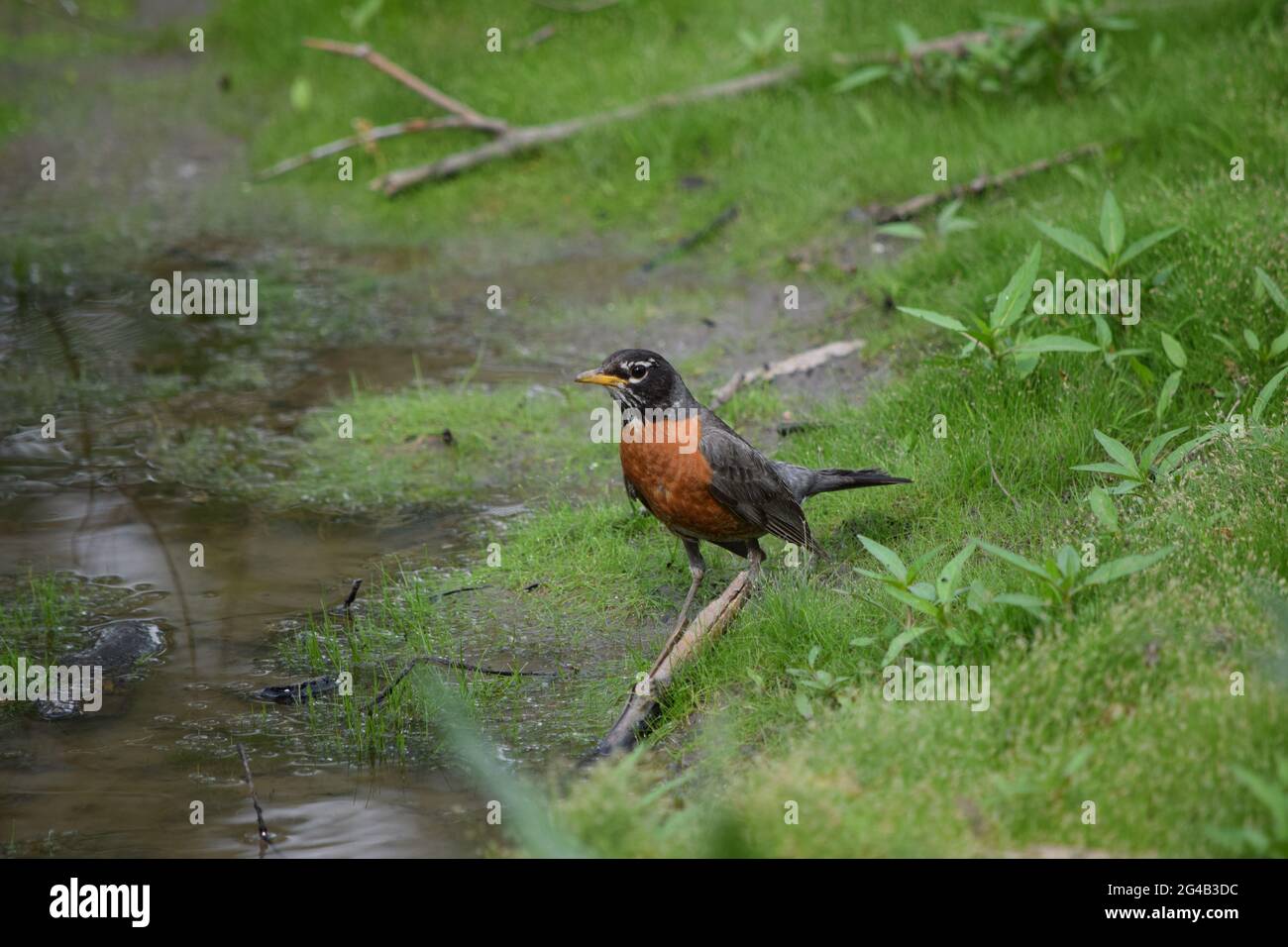 Robin near Pond Stock Photo - Alamy