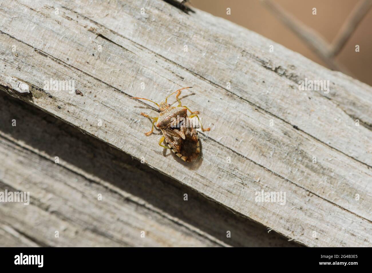Dorsal view of parent bug hi-res stock photography and images - Alamy