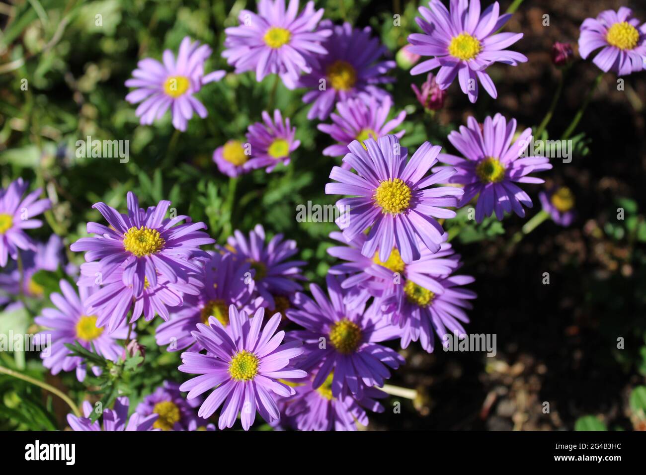 Blue marguerite felicia amelloides hi-res stock photography and images ...