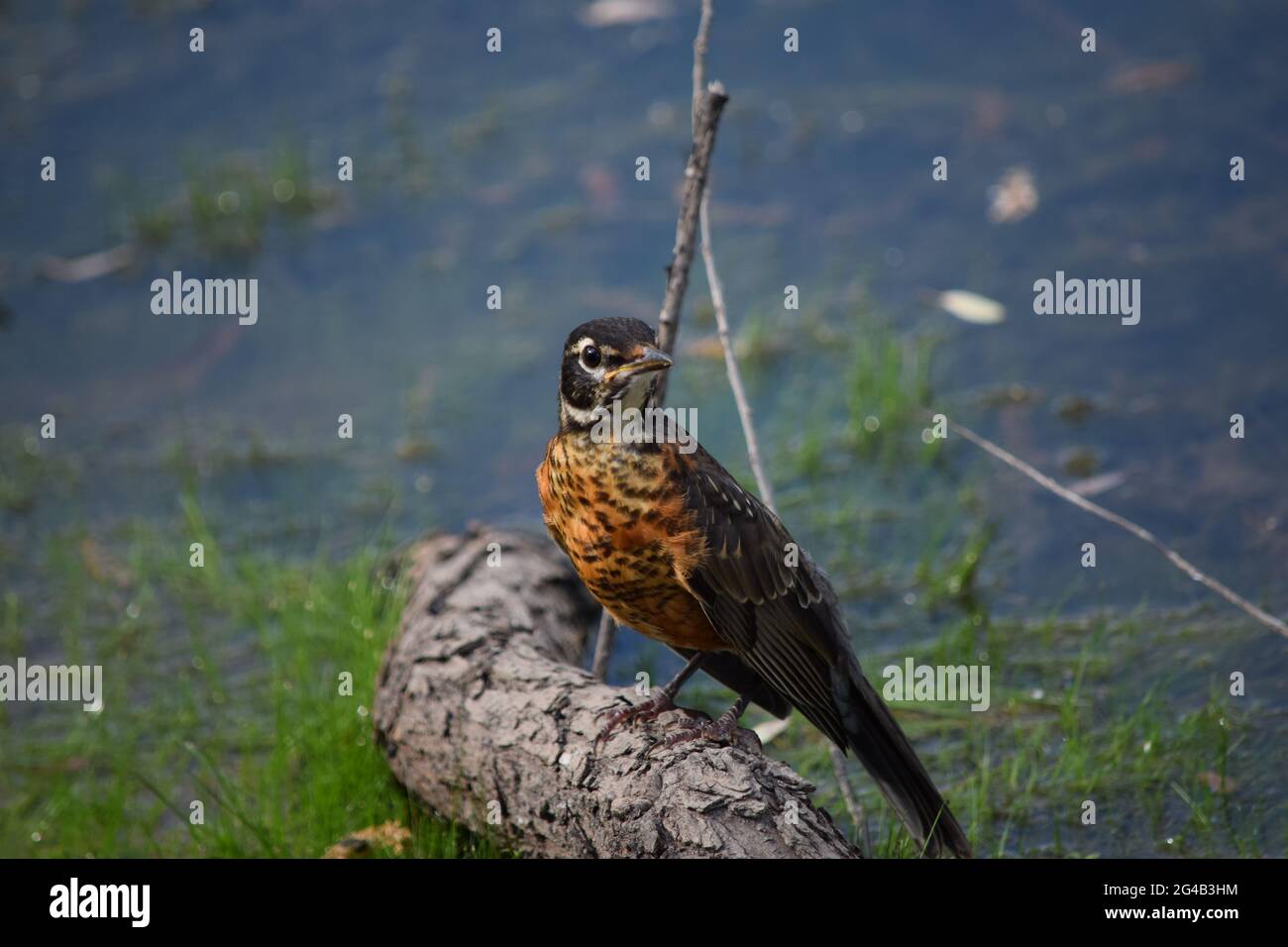 American robin and spring hi-res stock photography and images - Alamy