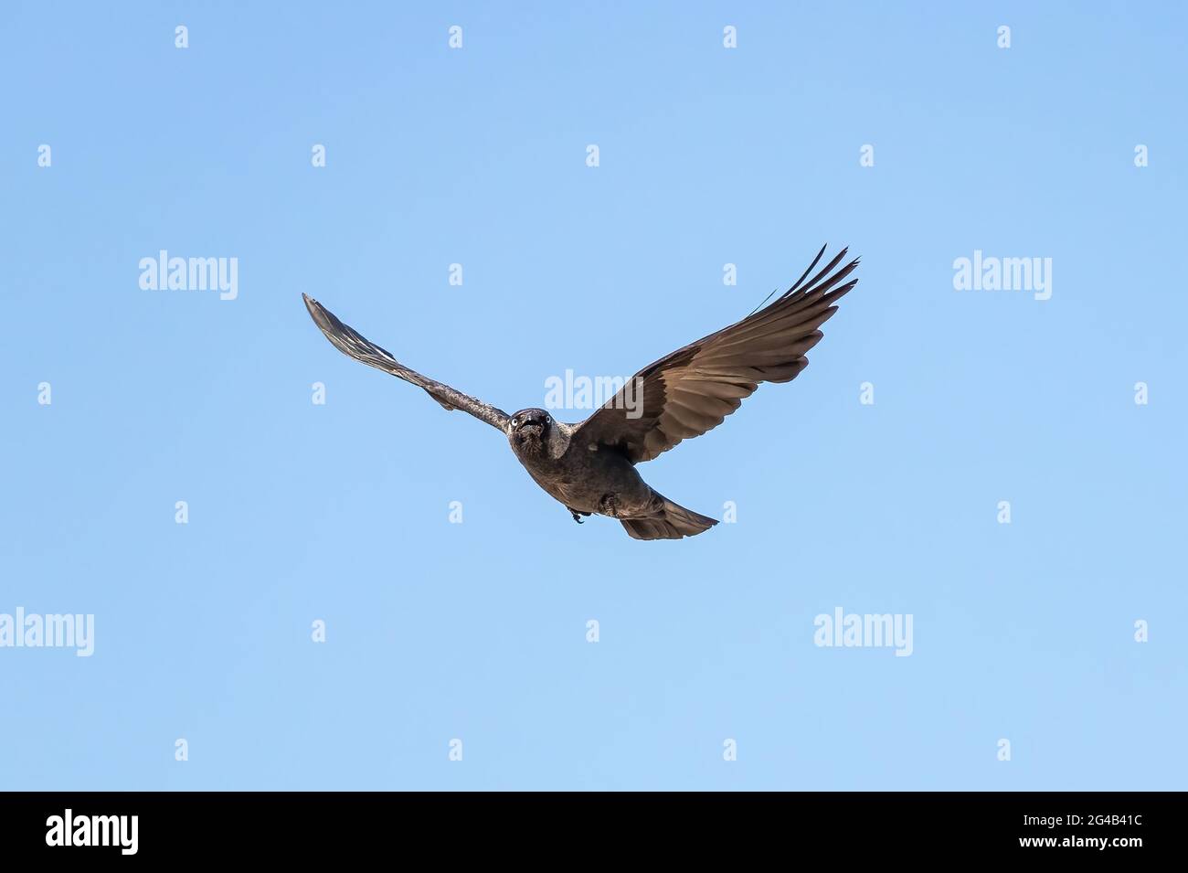 Western jackdaw, Coloeus monedula, in flight Stock Photo - Alamy