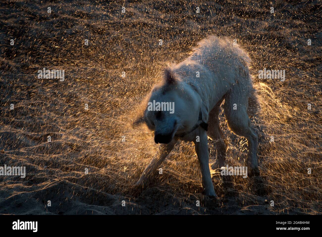Dog shaking off water on the beach in Gdansk. June 17th 2021 © Wojciech ...