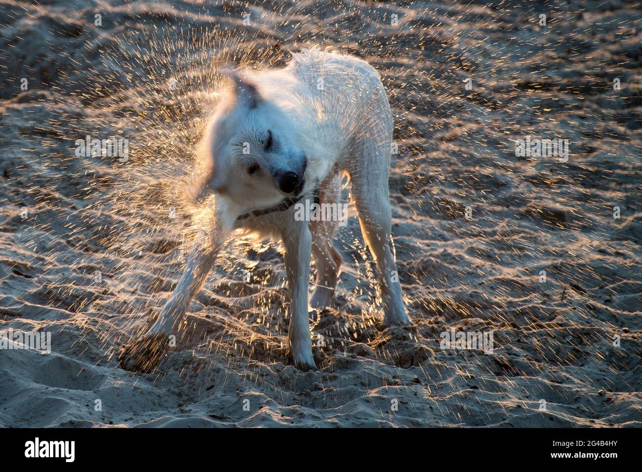 Dog shaking off water on the beach in Gdansk. June 17th 2021 © Wojciech ...