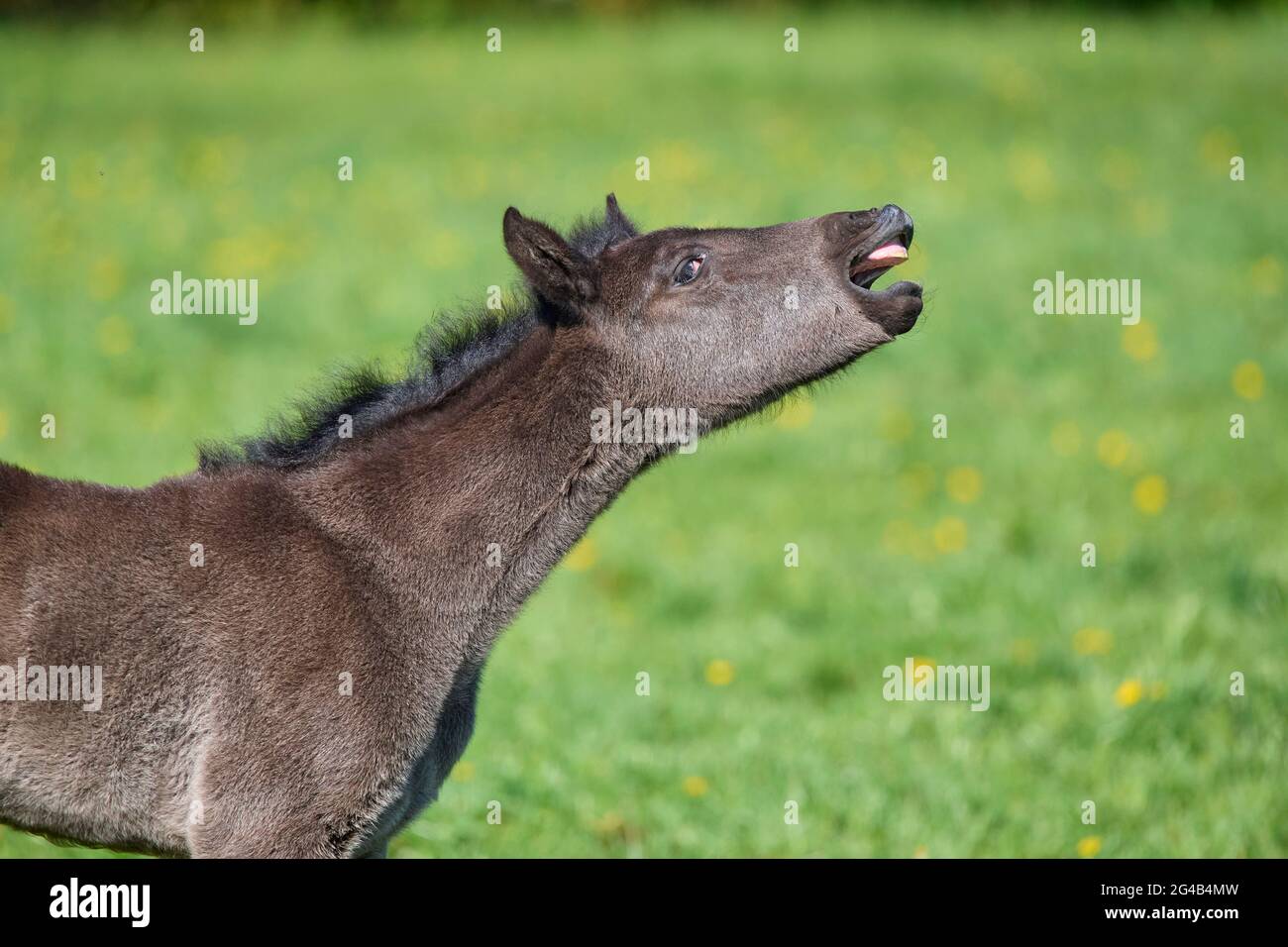 Horse Neighs High Resolution Stock Photography and Images - Alamy