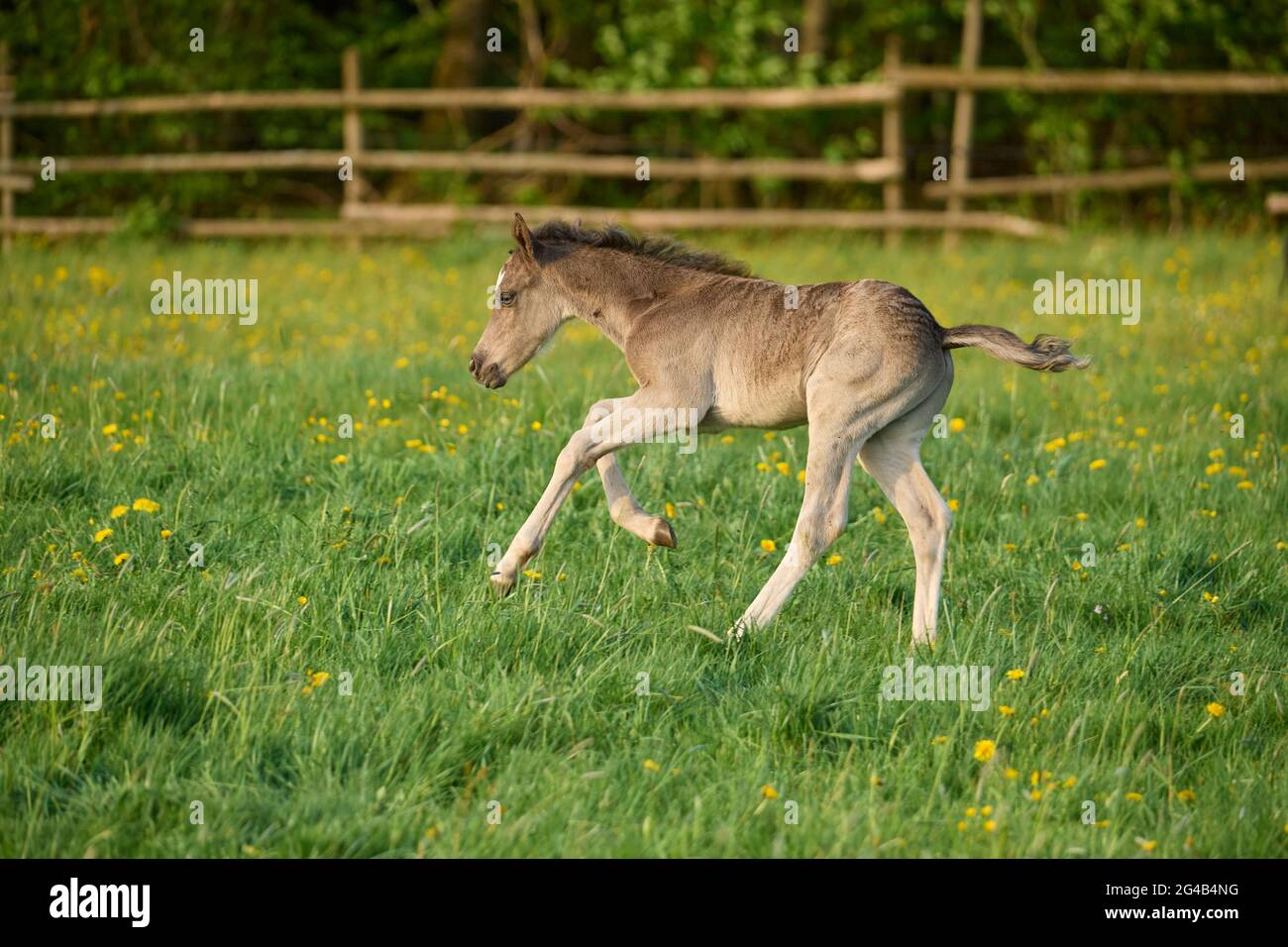 Horse foal running on hi-res stock photography and images - Alamy