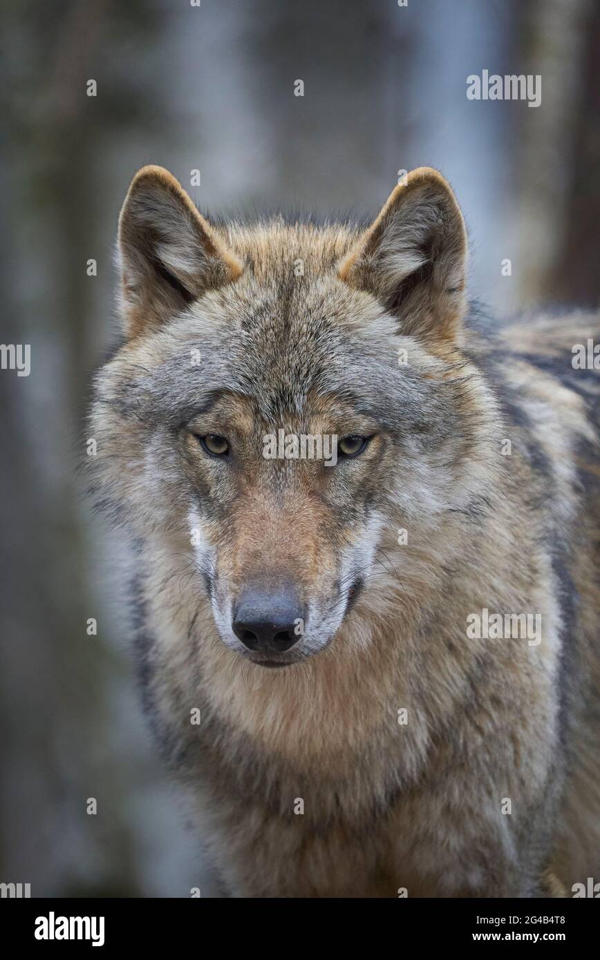 Wolf, Canis lupus, portrait Stock Photo - Alamy