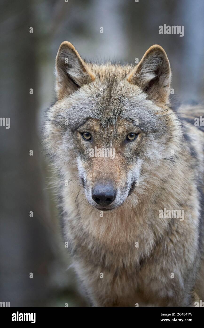 Wolf, Canis lupus, portrait Stock Photo - Alamy