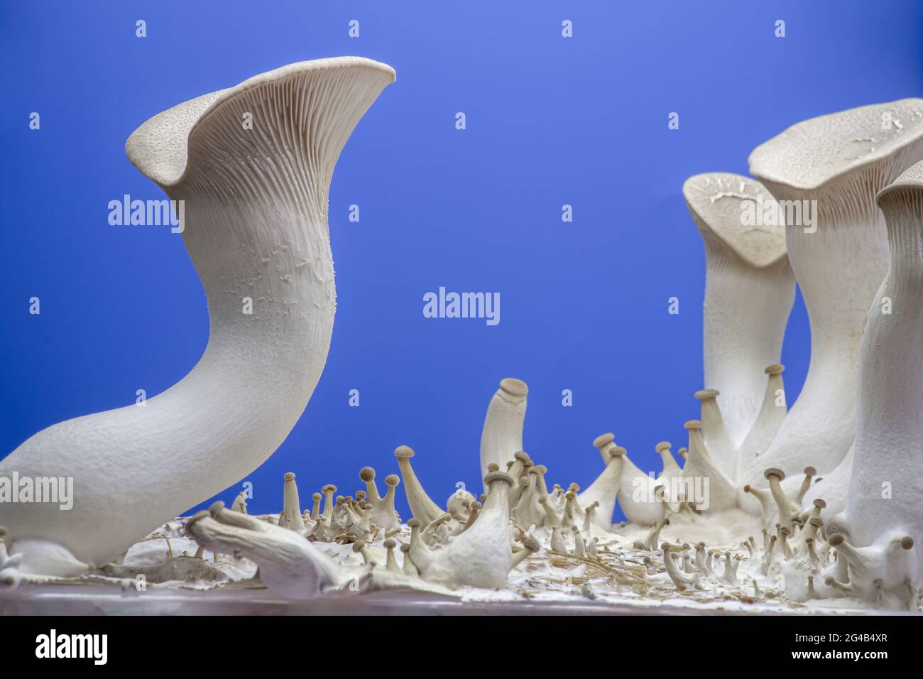 Pleurotus eryngii . king trumpet mushroom on blue background Stock ...