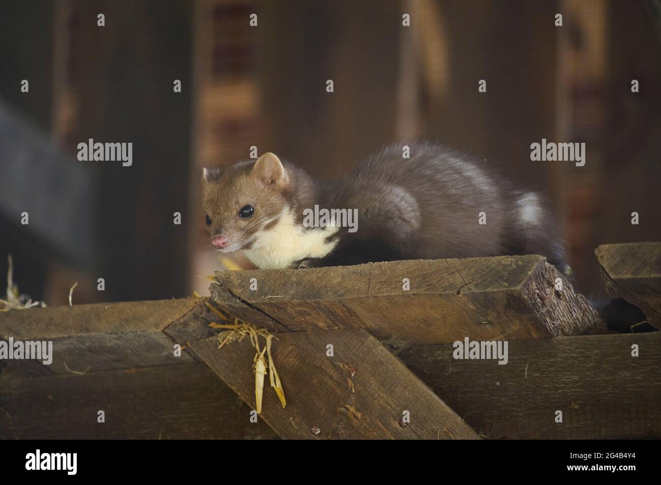 Stone Marten, Beech Marten, Martes foina Stock Photo - Alamy