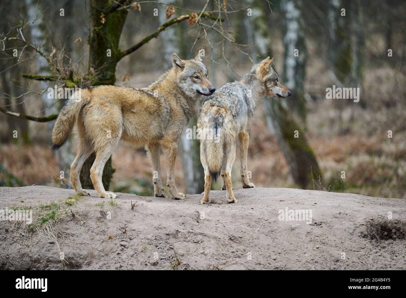 Two wolves hi-res stock photography and images - Alamy