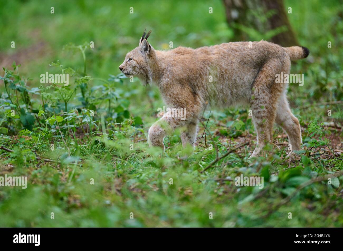 European Lynx; Lynx lynx Stock Photo - Alamy