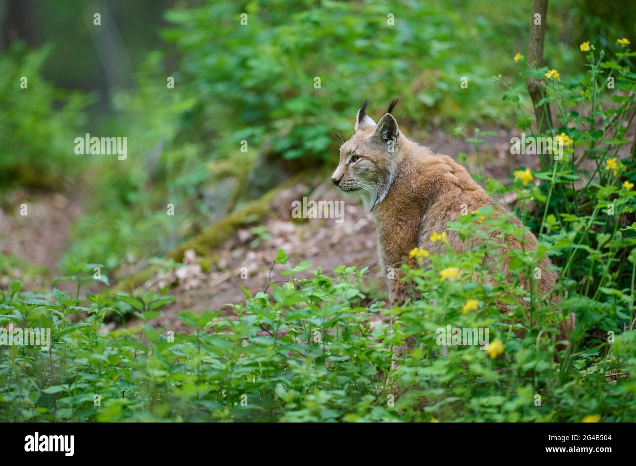 European Lynx; Lynx lynx Stock Photo - Alamy