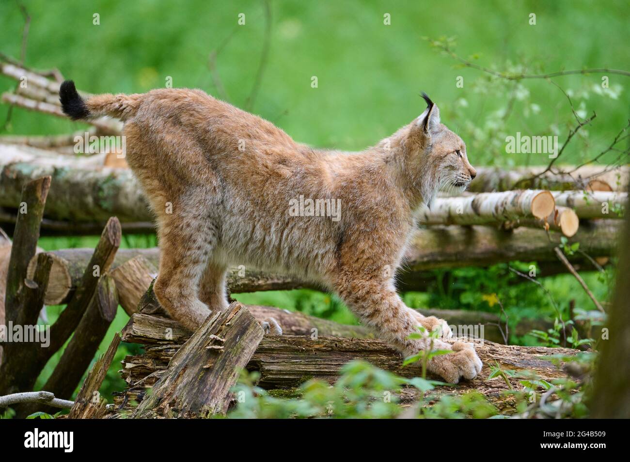 European Lynx; Lynx lynx Stock Photo - Alamy