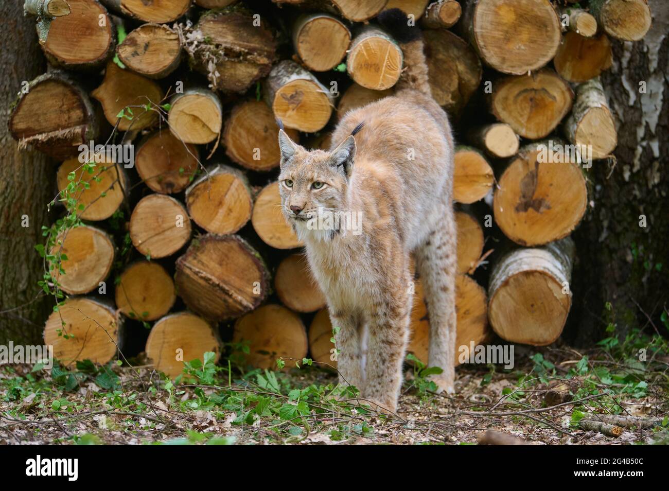 European Lynx; Lynx lynx Stock Photo - Alamy
