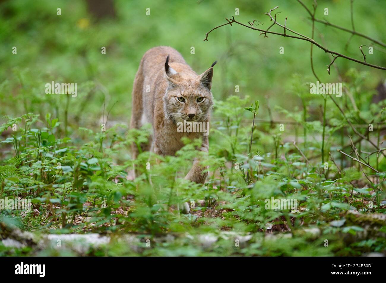 European Lynx; Lynx lynx Stock Photo - Alamy