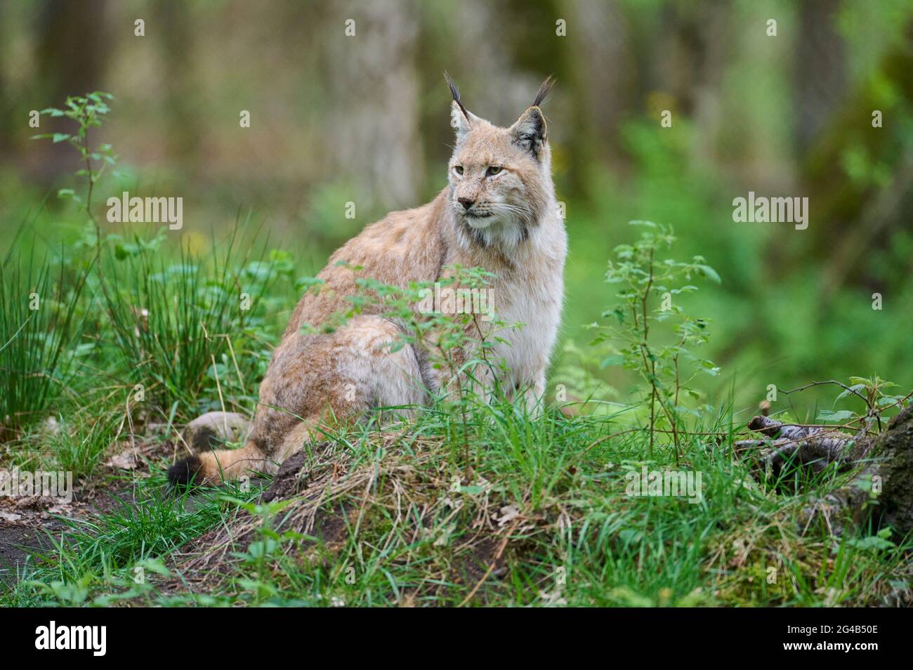 European Lynx; Lynx lynx Stock Photo - Alamy